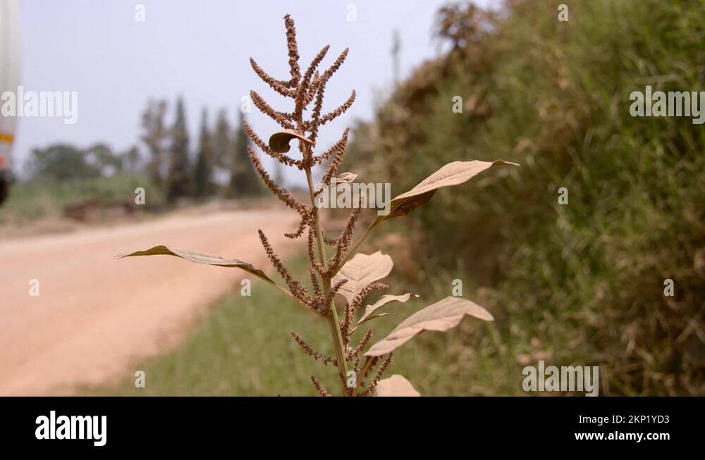 Africa pollution Stock Videos & Footage - HD and 4K Video Clips - Alamy