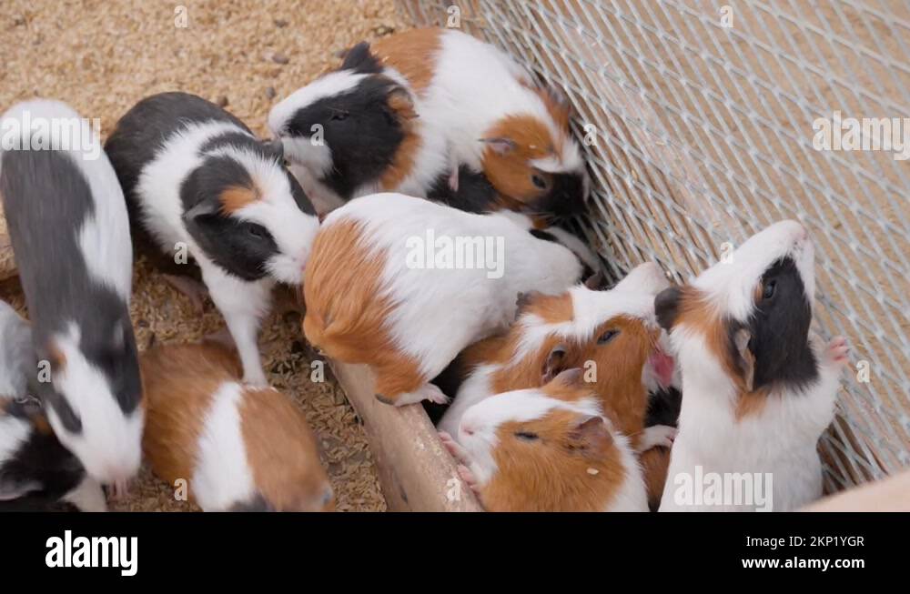 Breed farm Stock Videos & Footage - HD and 4K Video Clips - Alamy