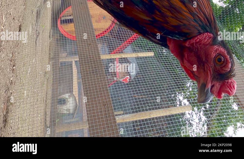 Portrait vertical format Stock Videos & Footage - HD and 4K Video Clips ...