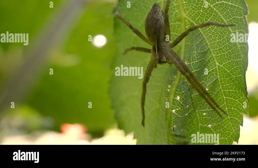 Walnut insects Stock Videos & Footage - HD and 4K Video Clips - Alamy