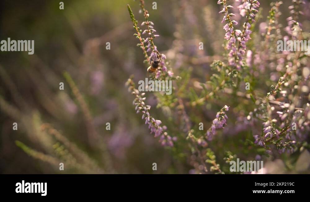Heather bee Stock Videos & Footage - HD and 4K Video Clips - Alamy
