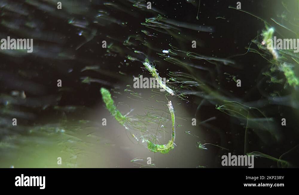 Lake insect feeding Stock Videos & Footage - HD and 4K Video Clips - Alamy