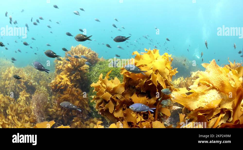 Kelp species Stock Videos & Footage - HD and 4K Video Clips - Alamy