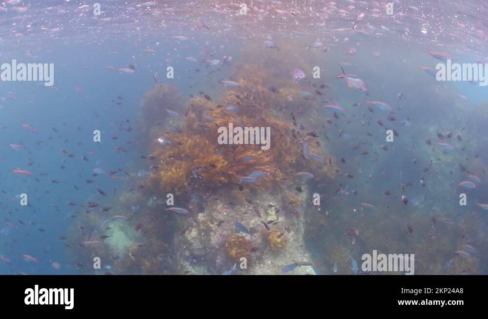 Underwater system Stock Videos & Footage - HD and 4K Video Clips - Alamy