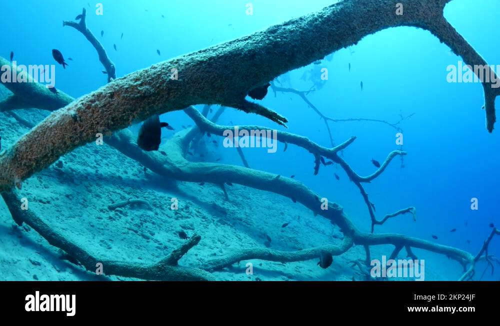 a tree trunk underwater ocean scenery of a big tree fallen in the ocean ...