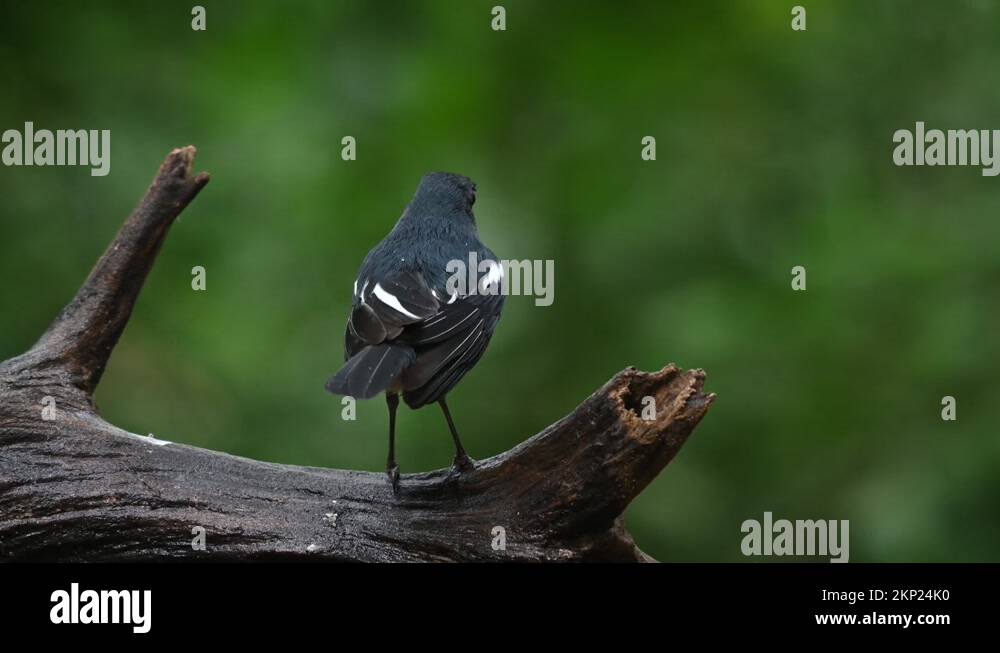 Shaking robin Stock Videos & Footage - HD and 4K Video Clips - Alamy