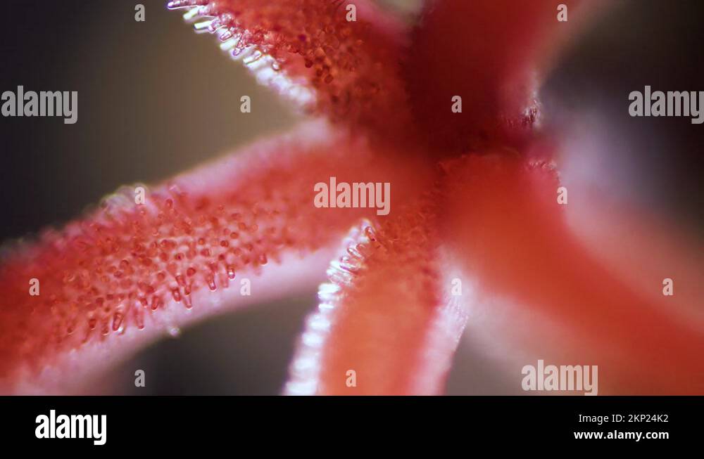 Microscopic view of flower Stock Videos & Footage - HD and 4K Video ...