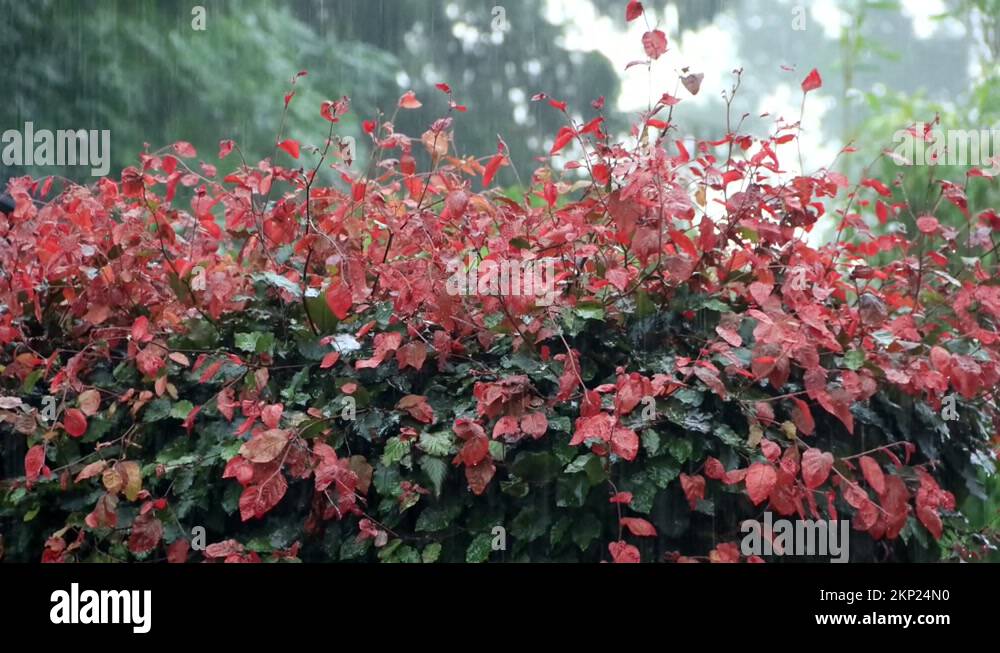 Red beech fagus sylvatica Stock Videos & Footage - HD and 4K Video ...