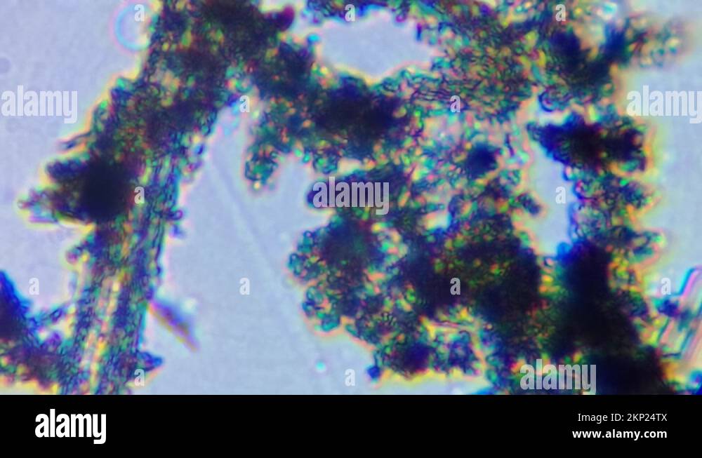 Bacterial germ microscopic organism floating around organic tissue ...