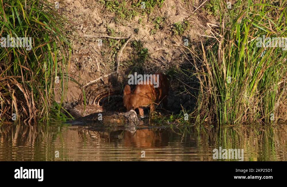 Monitor lizard skeleton Stock Videos & Footage - HD and 4K Video Clips ...