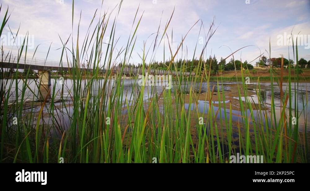 Camera move slide behind rushes reveals a lake, showing people running ...