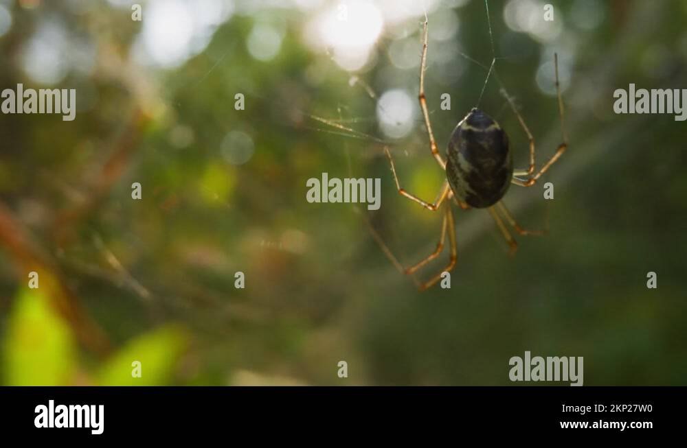 Lazy wind Stock Videos & Footage - HD and 4K Video Clips - Alamy
