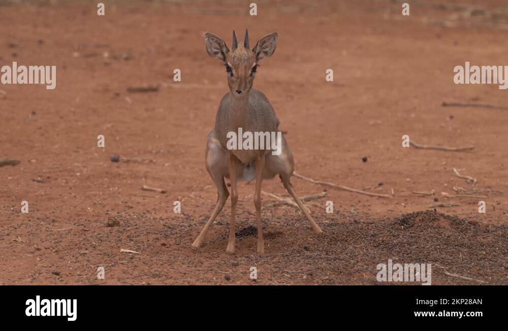 Kirks Dik-dik - Madoqua kirkii small brown antelope native to Eastern ...