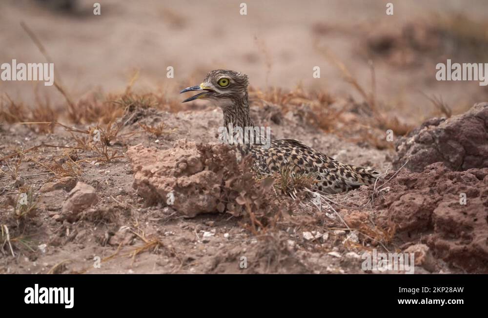 Spotted Thick-knee - Burhinus capensis also known as Spotted dikkop or ...