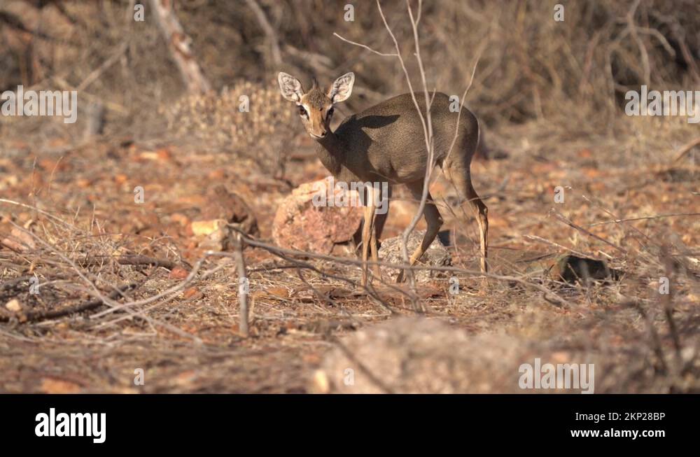 Kirks Dik-dik - Madoqua kirkii small brown antelope native to Eastern ...