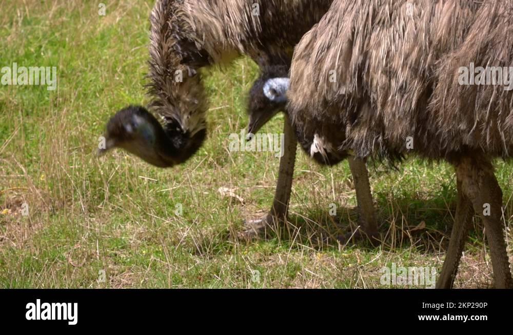 Emu birds Stock Videos & Footage - HD and 4K Video Clips - Alamy