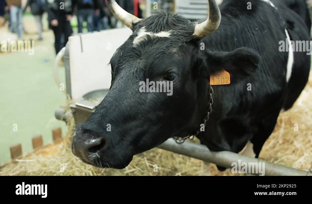 French cow Stock Videos & Footage - HD and 4K Video Clips - Alamy