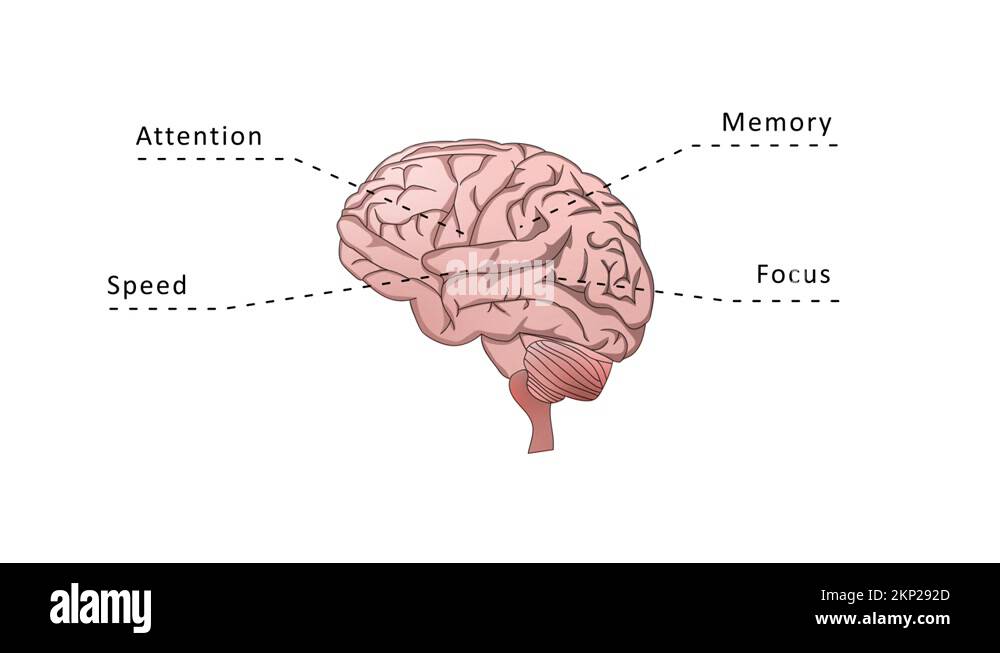 Human Brain Ability Animation on White Background Stock Video Footage ...