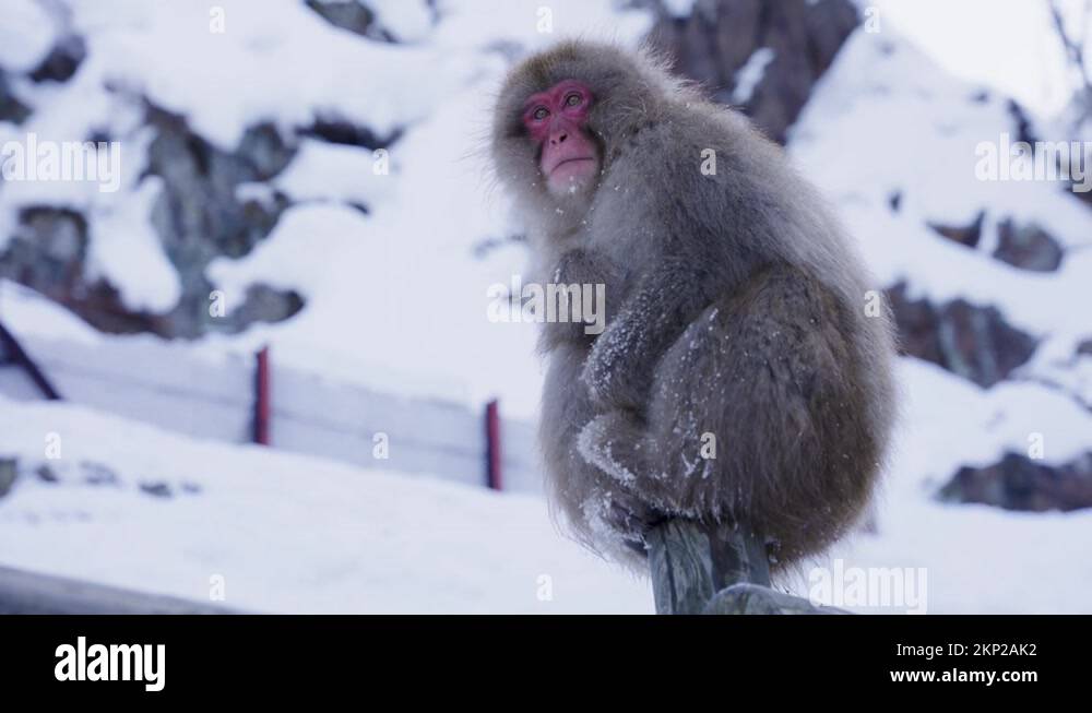 Monkey_park Stock Videos & Footage - HD and 4K Video Clips - Alamy