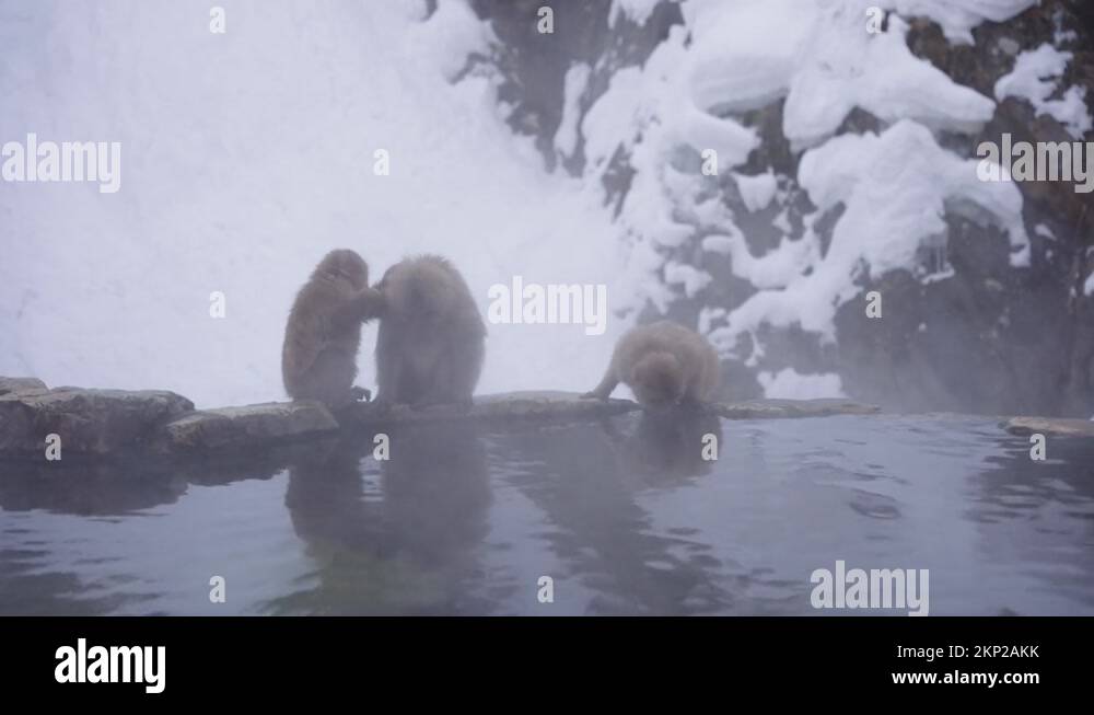 Snow monkeys in yamanouchi japan Stock Videos & Footage - HD and 4K ...
