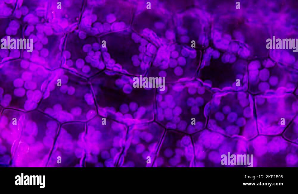 Vacuole membrane Stock Videos & Footage - HD and 4K Video Clips - Alamy