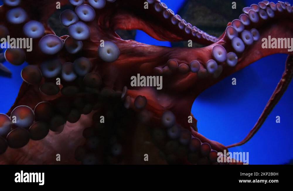 Eye of giant squid Stock Videos & Footage - HD and 4K Video Clips - Alamy