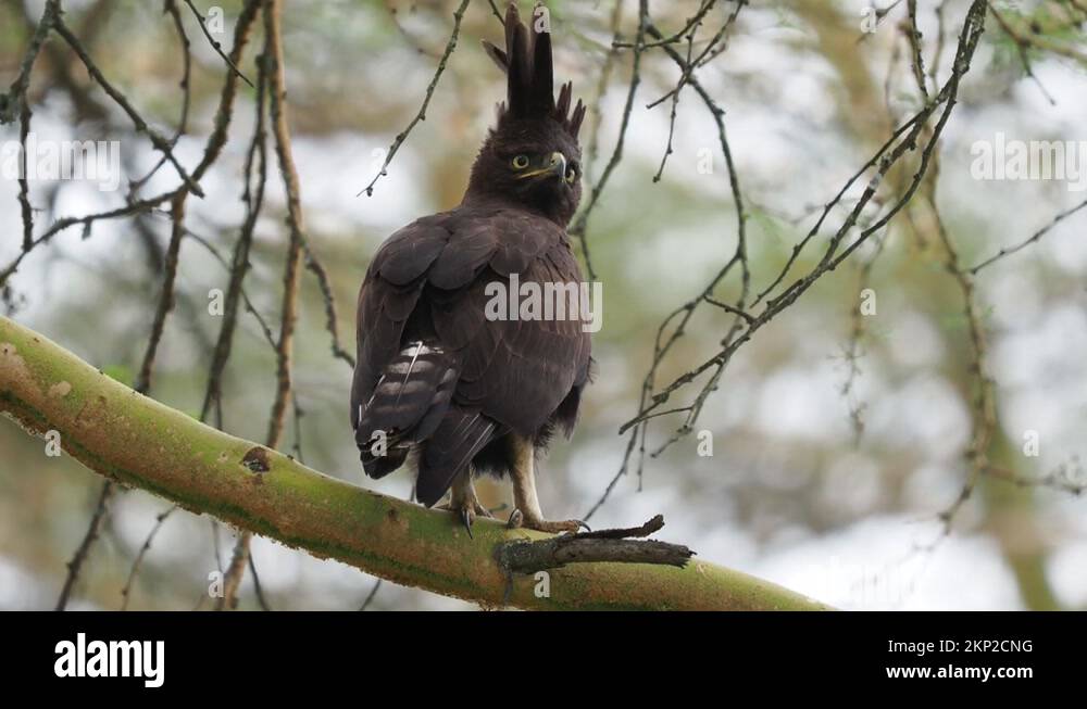 Predator african crest Stock Videos & Footage - HD and 4K Video Clips ...