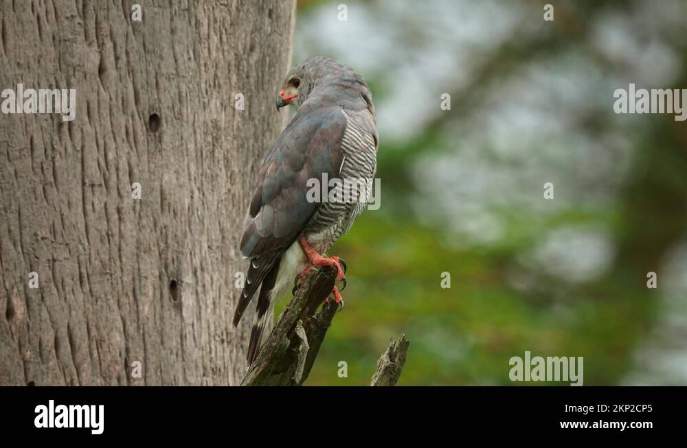 Gabar Stock Videos & Footage - HD and 4K Video Clips - Alamy