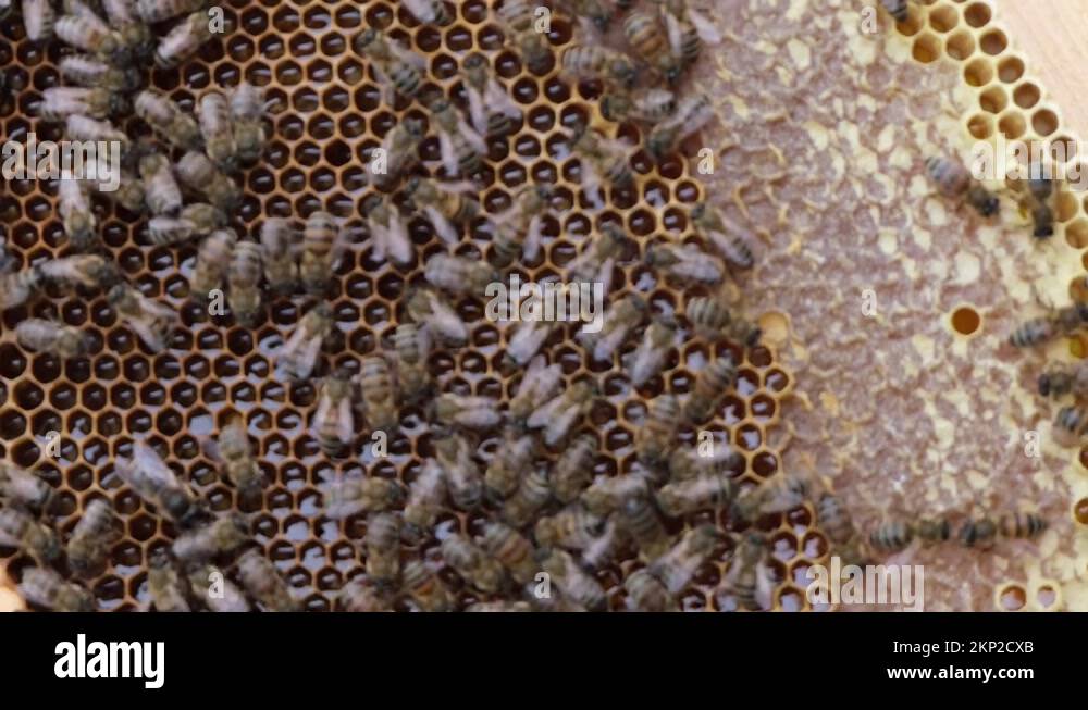 Gold bees Stock Videos & Footage - HD and 4K Video Clips - Alamy