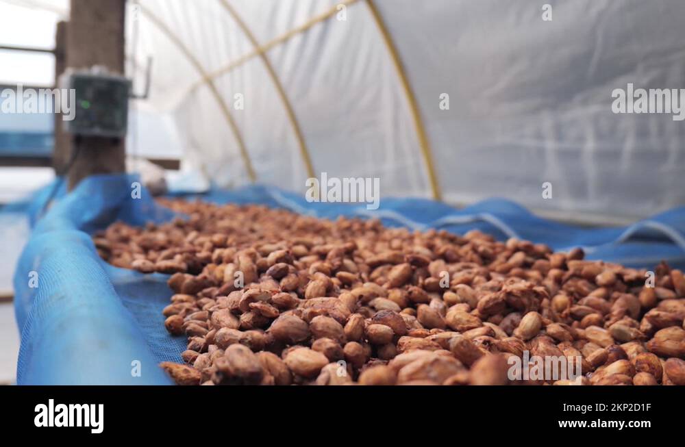Cocoa beans drying process by sunlight in the seed solar dryer ...