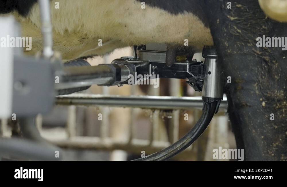 Robotic Arm Of Milking Machine Washing The Teats Of Dairy Cow In The ...