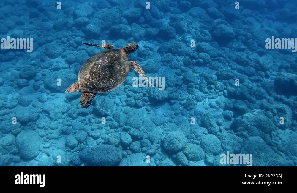 Flying sea turtle Stock Videos & Footage - HD and 4K Video Clips - Alamy