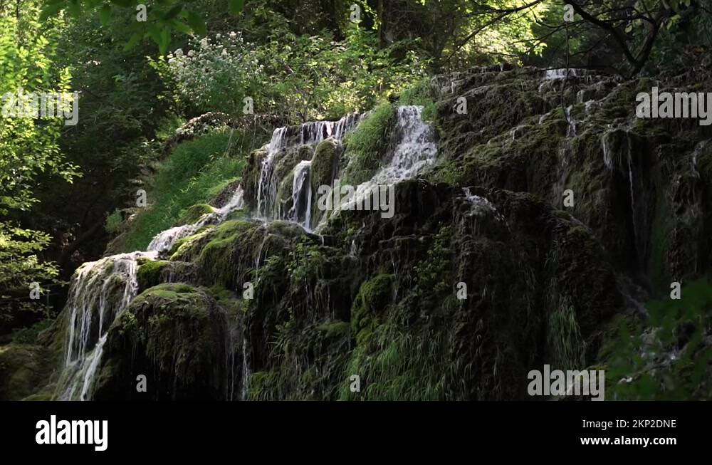 Green temperate forest Stock Videos & Footage - HD and 4K Video Clips ...