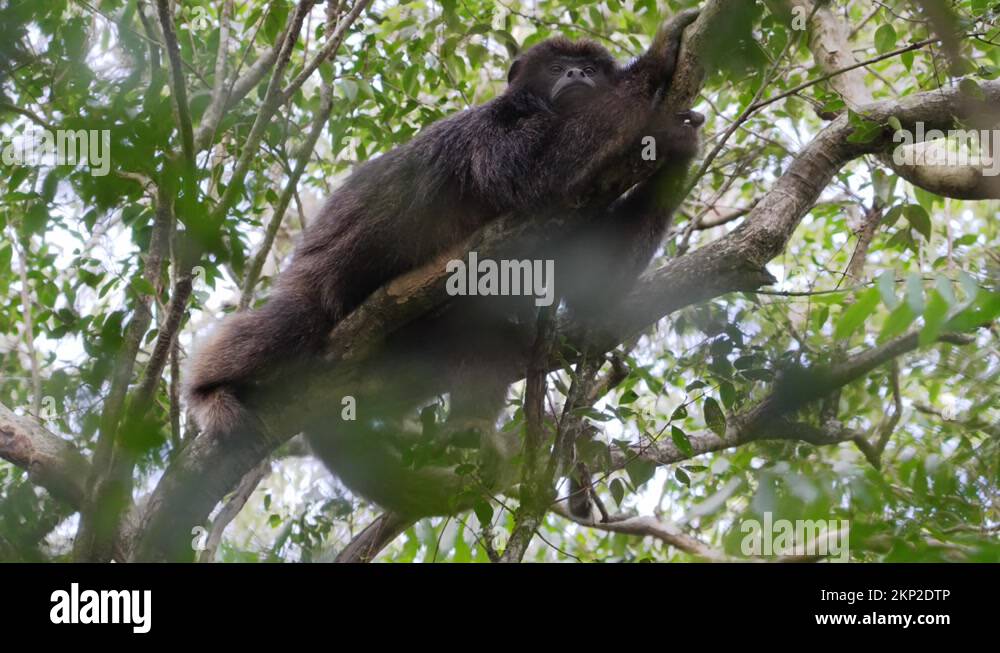 Male Black howler monkey falling asleep on branch in tree canopy ...