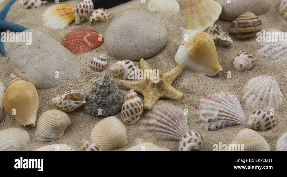Beach stones and shells Stock Videos & Footage - HD and 4K Video Clips ...