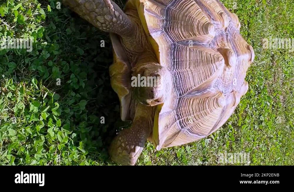 The sulcata tortoise Stock Videos & Footage - HD and 4K Video Clips - Alamy