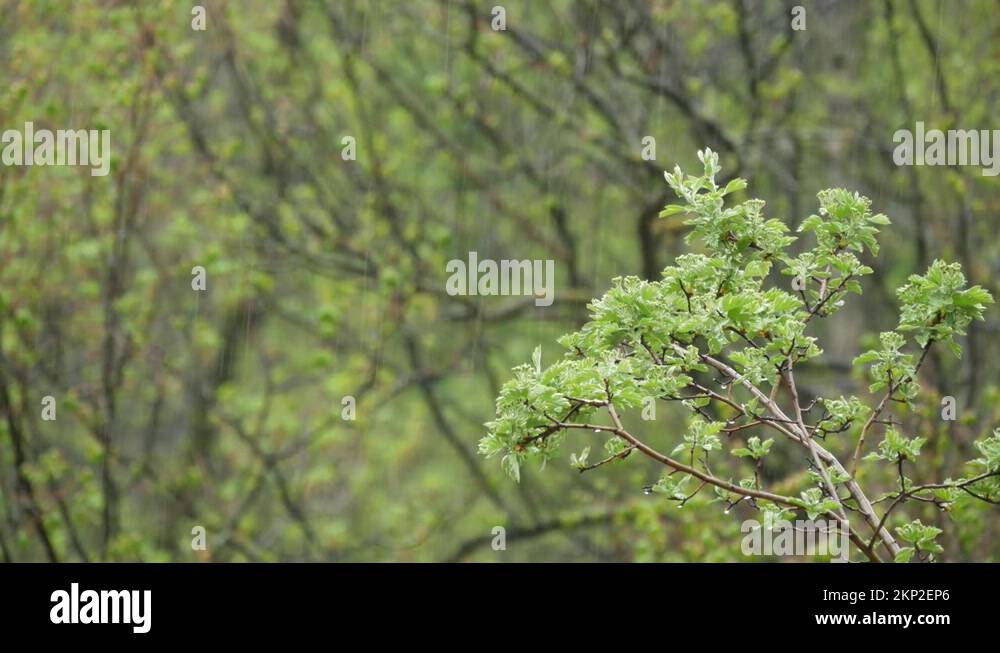 Moist trees Stock Videos & Footage - HD and 4K Video Clips - Alamy