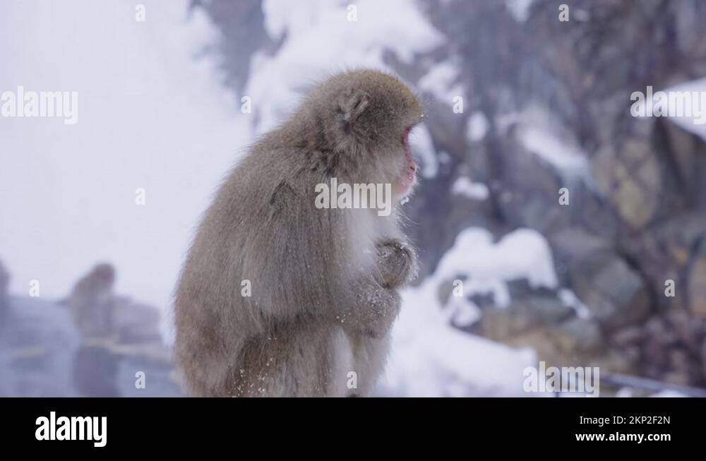 Lonely Snow Monkey Huddling in the Cold Winter Weather of Nagano, Japan ...