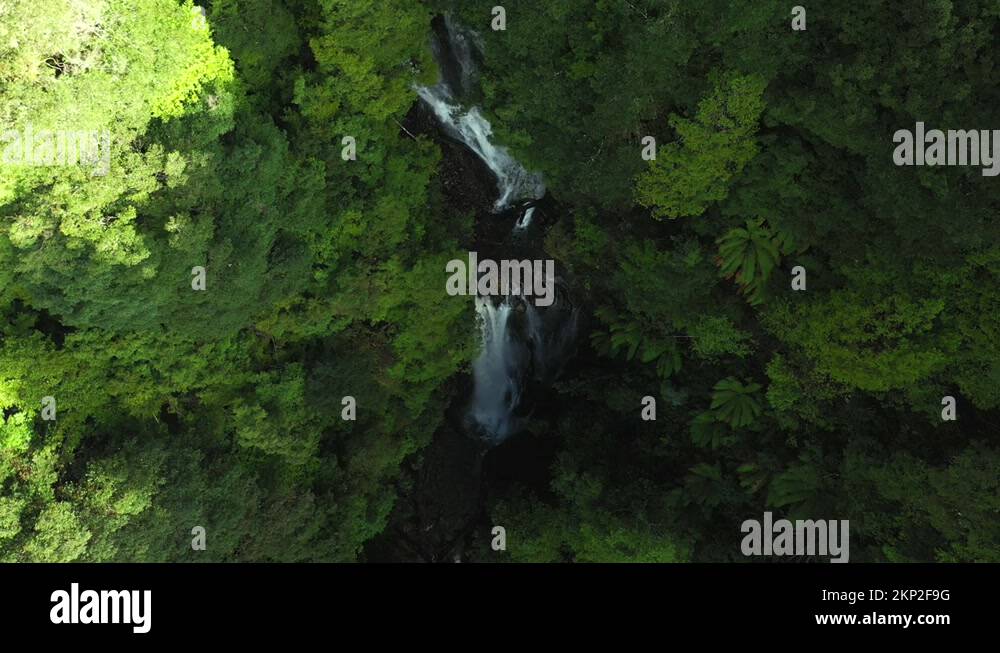 Floating forest australia Stock Videos & Footage - HD and 4K Video ...