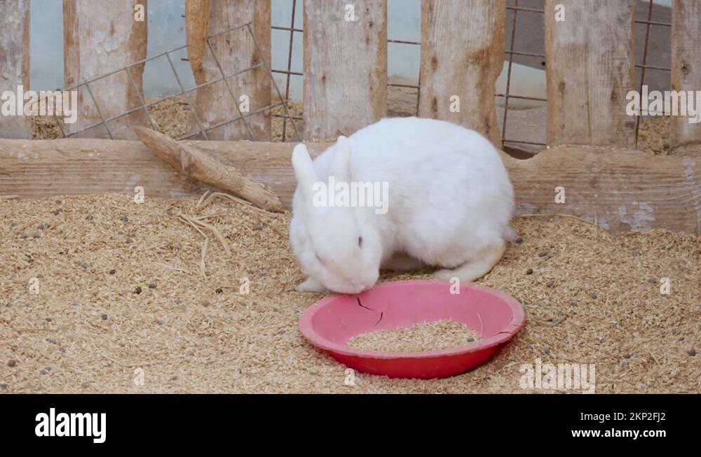 Petting zoo rabbit Stock Videos & Footage - HD and 4K Video Clips - Alamy