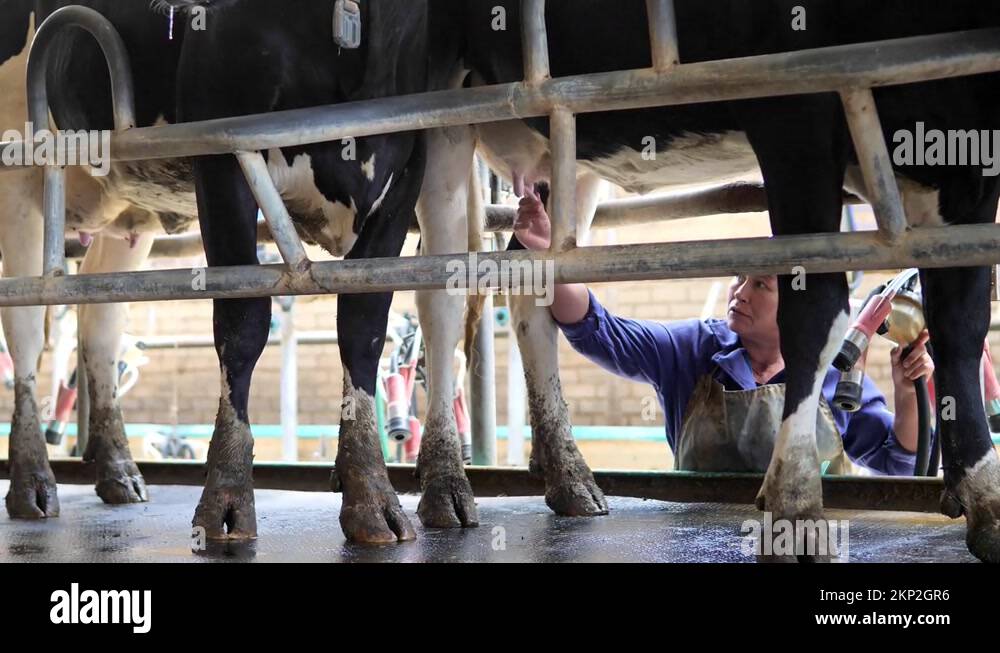 The process of milking cows at a modern, technologically advanced dairy ...