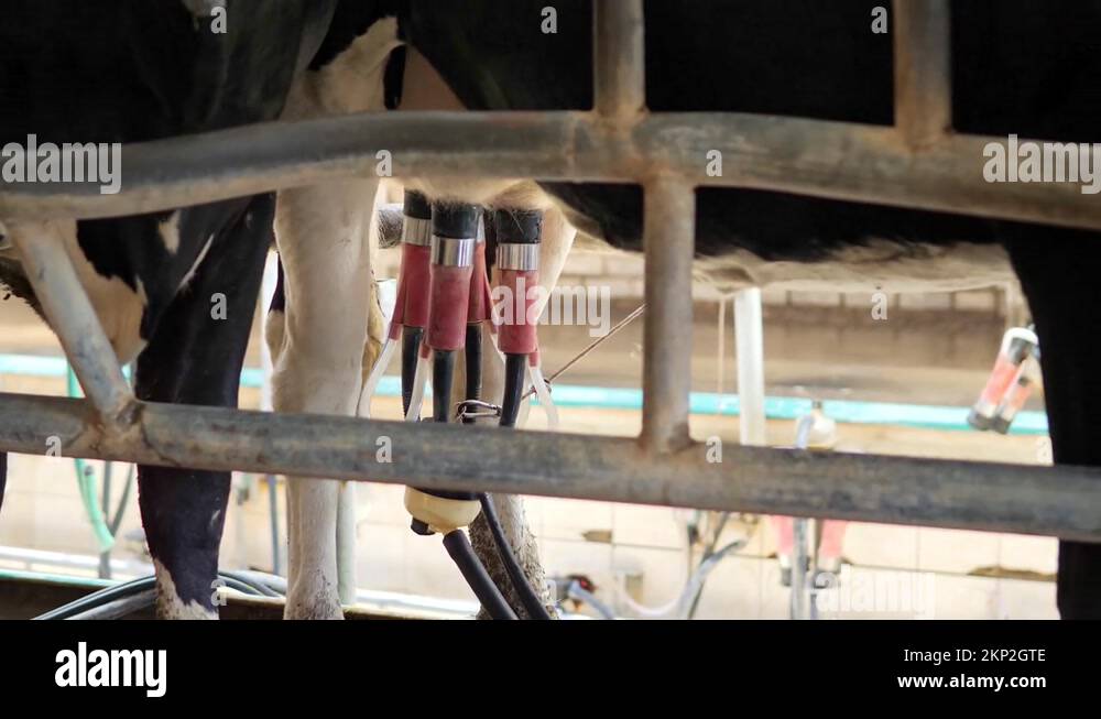 The process of milking cows at a modern, technologically advanced dairy ...