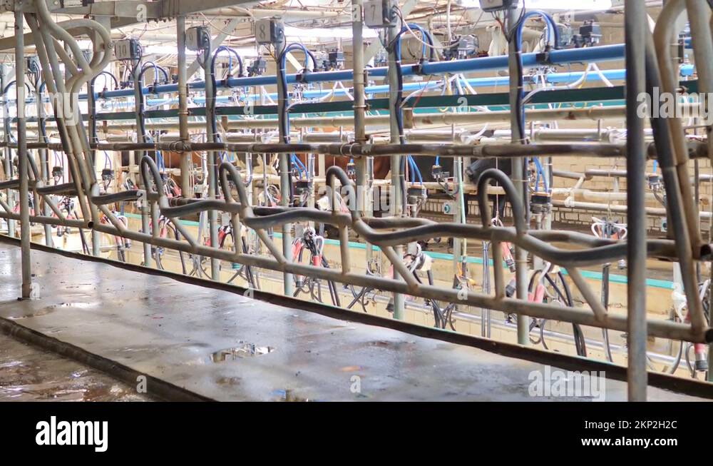 The process of milking cows at a modern, technologically advanced dairy ...