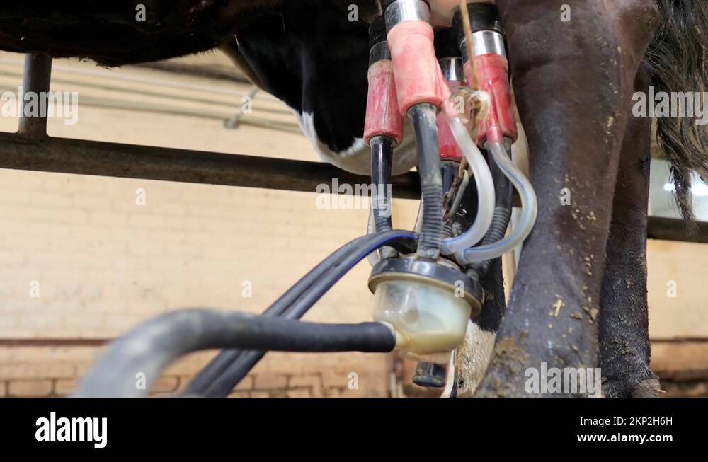 The process of milking cows at a modern, technologically advanced dairy ...