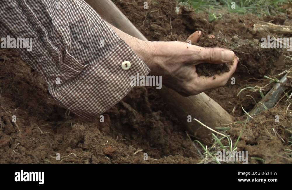 1849 Western Man digging for gold with pick and shovel Stock Video ...