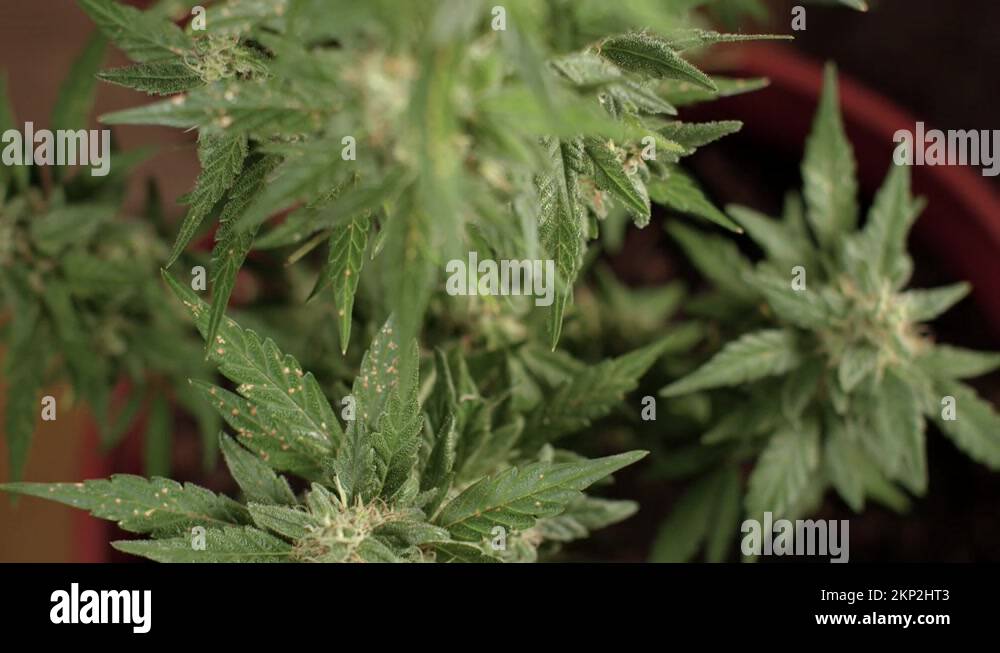 Indicator plant plants Stock Videos & Footage - HD and 4K Video Clips ...