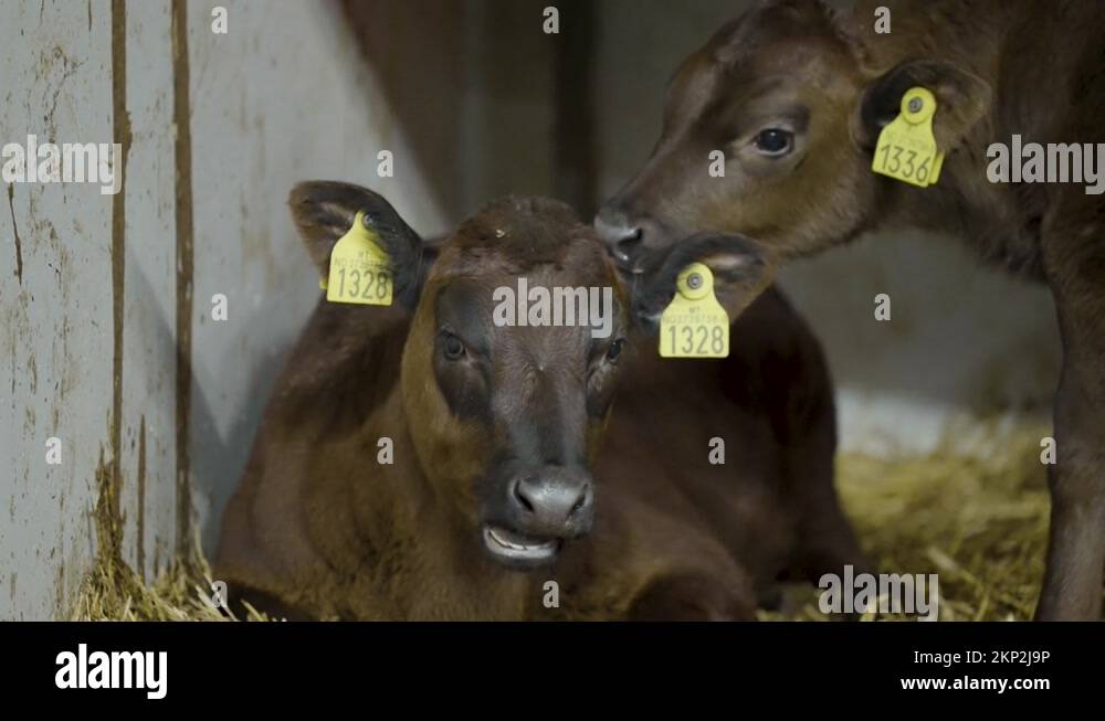 Domestic Calf With Ear Tags Ruminating Hay In Dairy Farm Cow Shed Stock ...