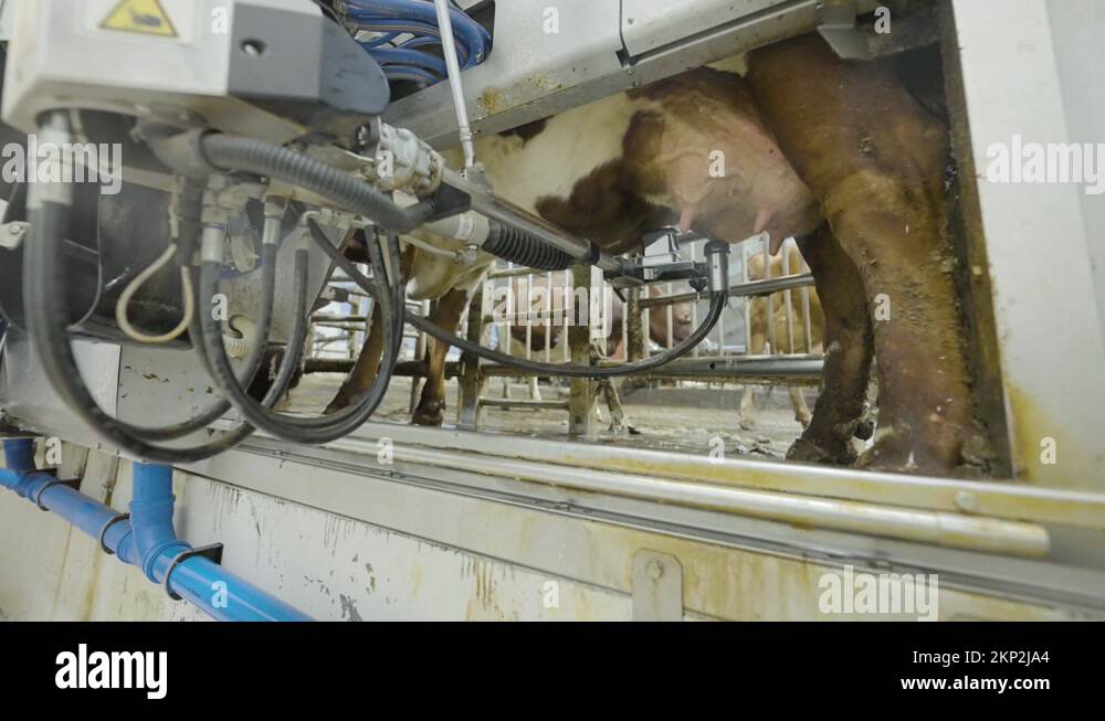 Automated Robotic Arm Washing Cow's Udder In Milking Parlor, Low Angle ...