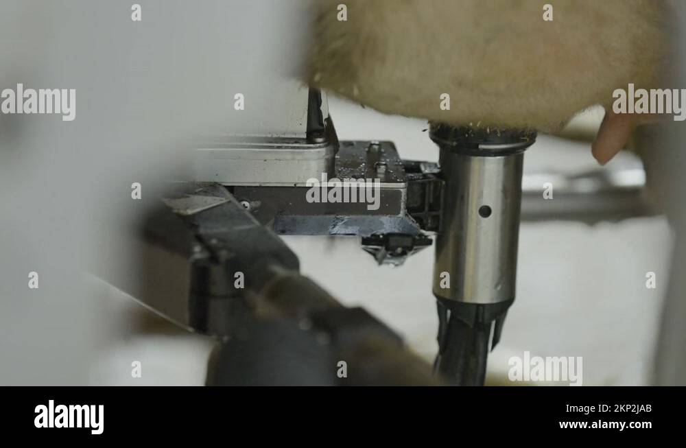 Automated Robot Washing Dairy Cow Udder Teat Before Milking, Close Up ...