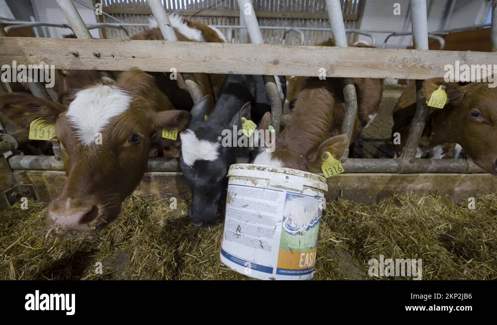 Calf Herd Feeding Through Cattle Pen In Dairy Cow Production Farm Barn ...